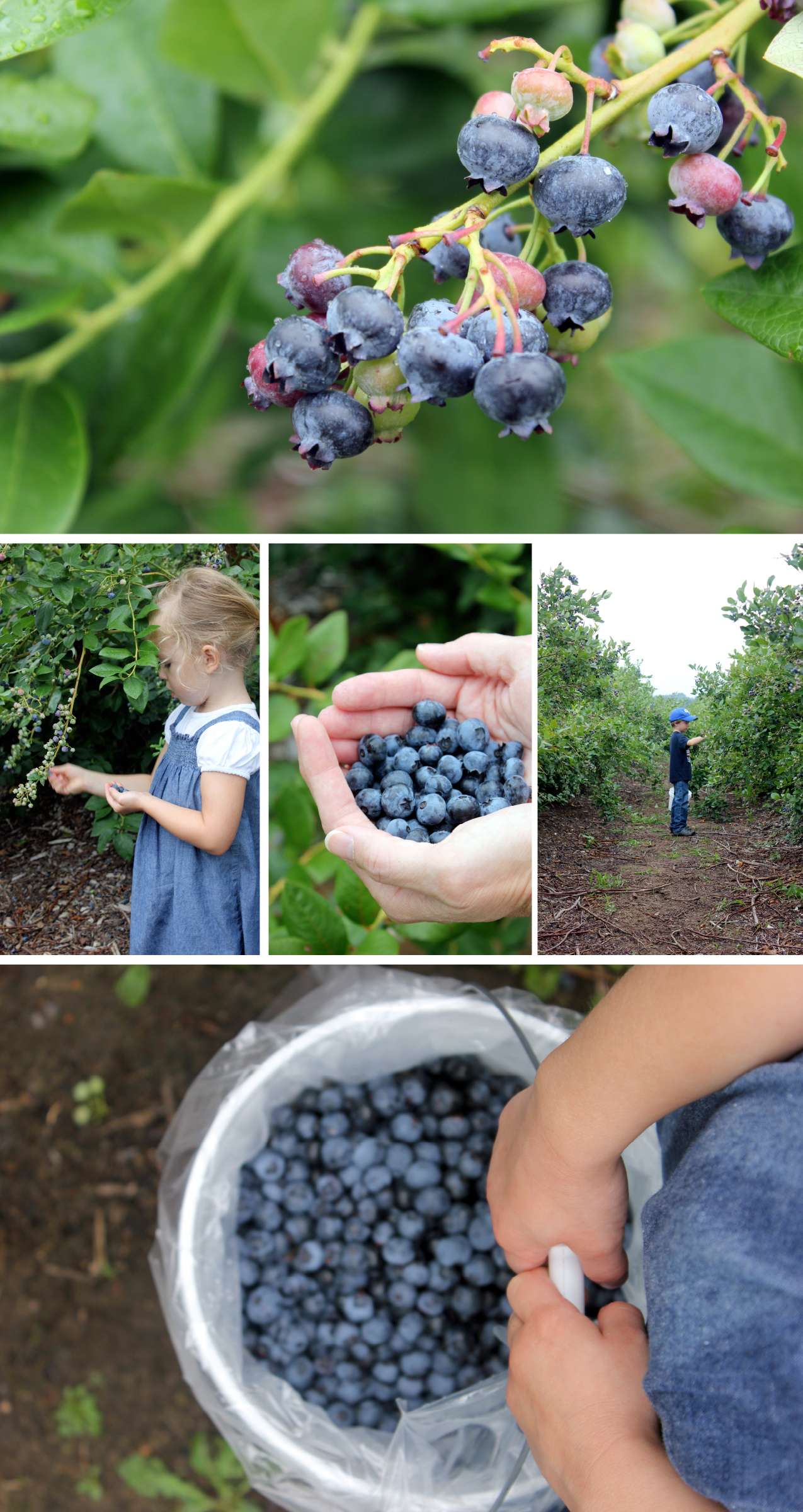 Picking blueberries in Michigan