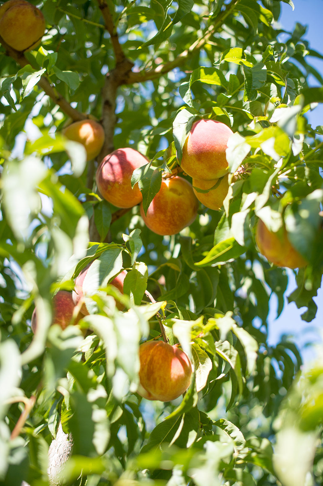Peach Picking in Paonia