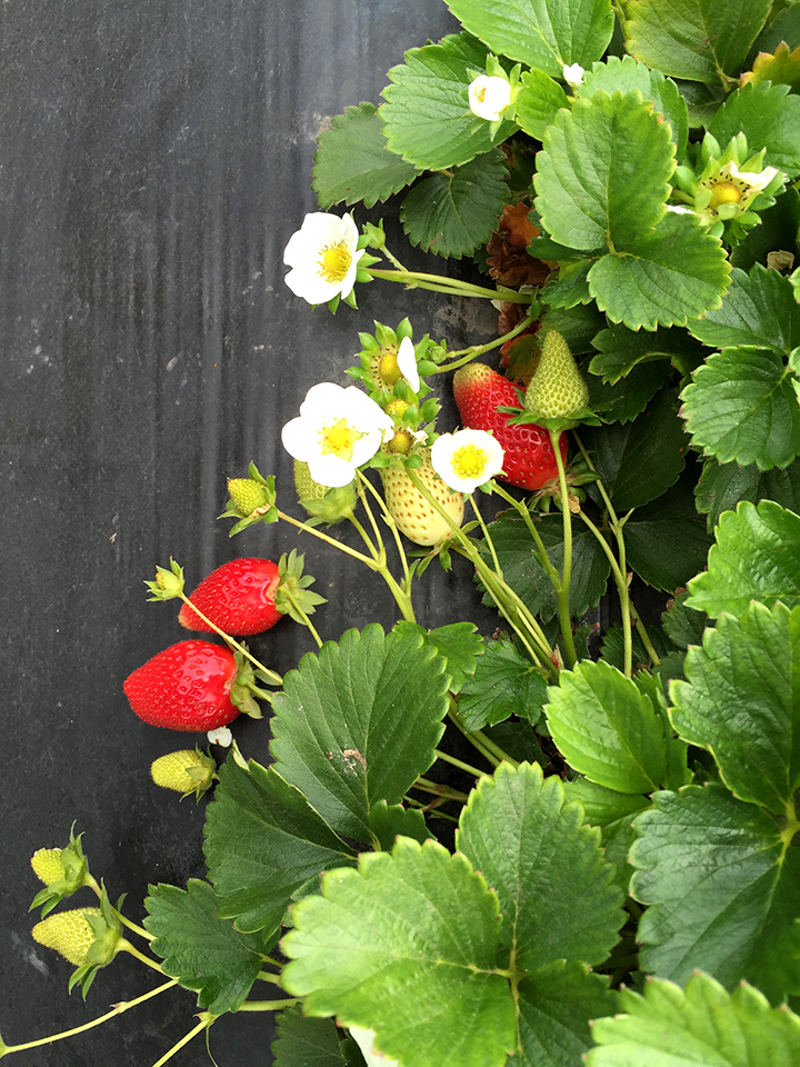 Strawberry Picking on the California Coast