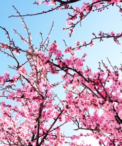 A Little Bit of Everything - Alice and Lois