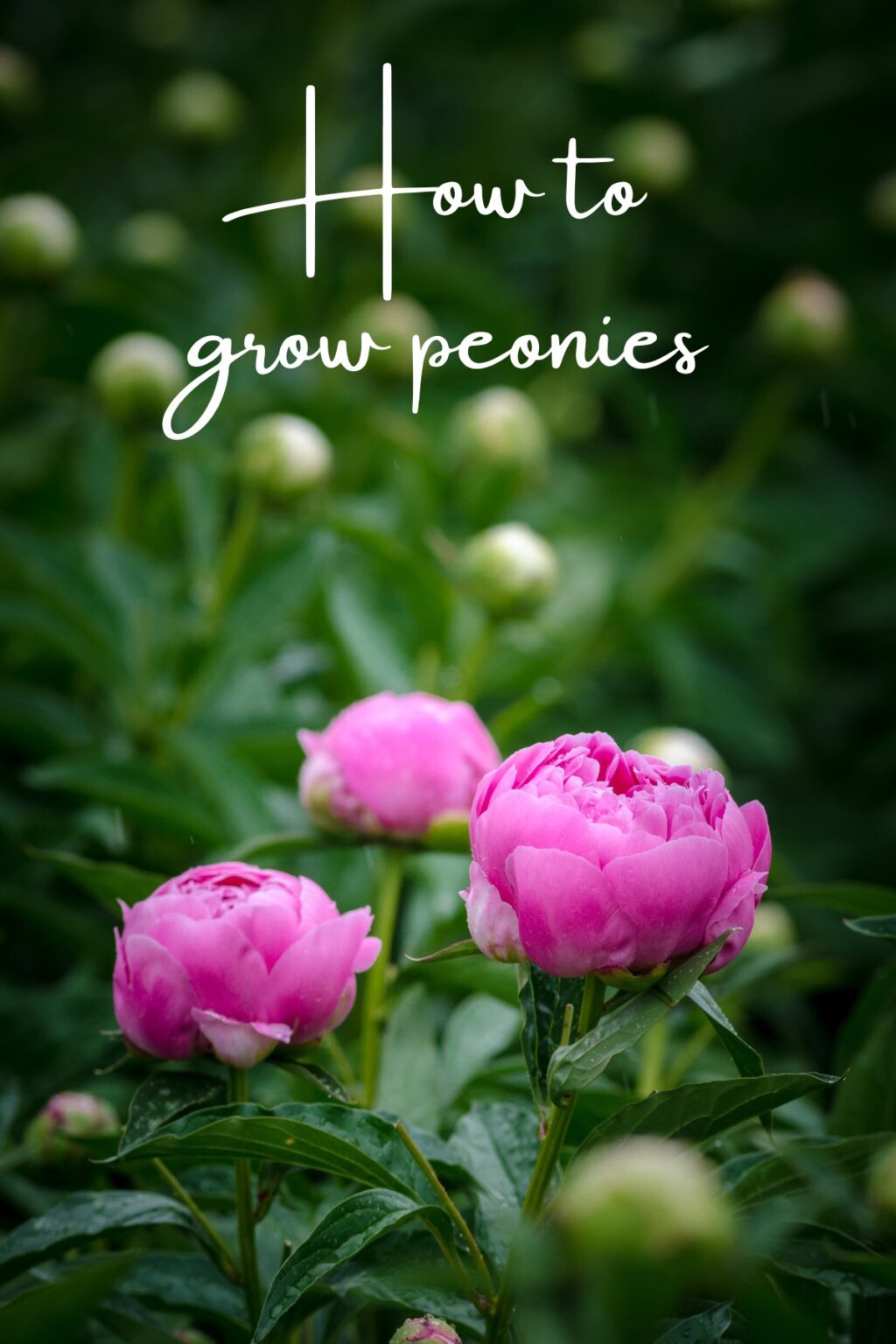 How to Plant, Grow and Care for Peonies - Alice and Lois