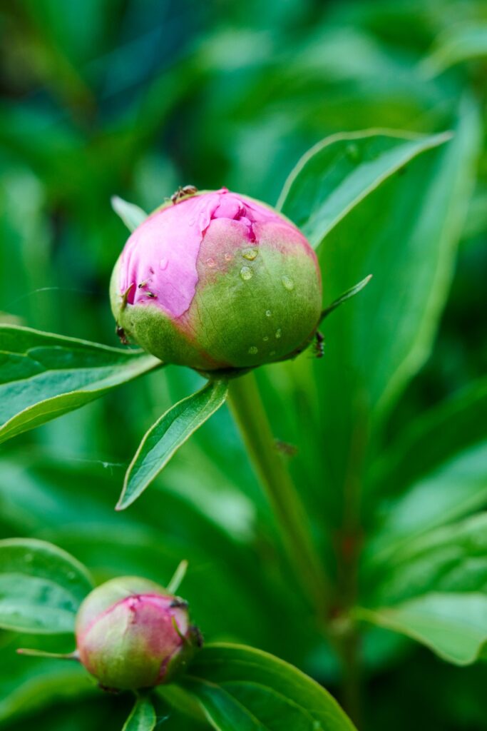 How to Plant, Grow and Care for Peonies - Alice and Lois